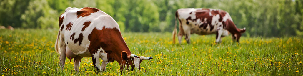 Financial Reports – Inter-Rock Minerals